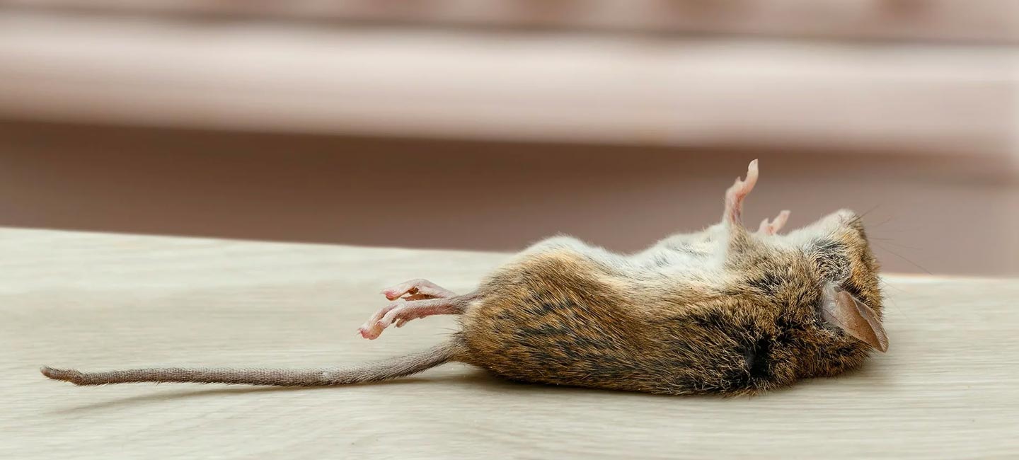 Rat Pest Control In Malaysia - Uni Smart Pest Control